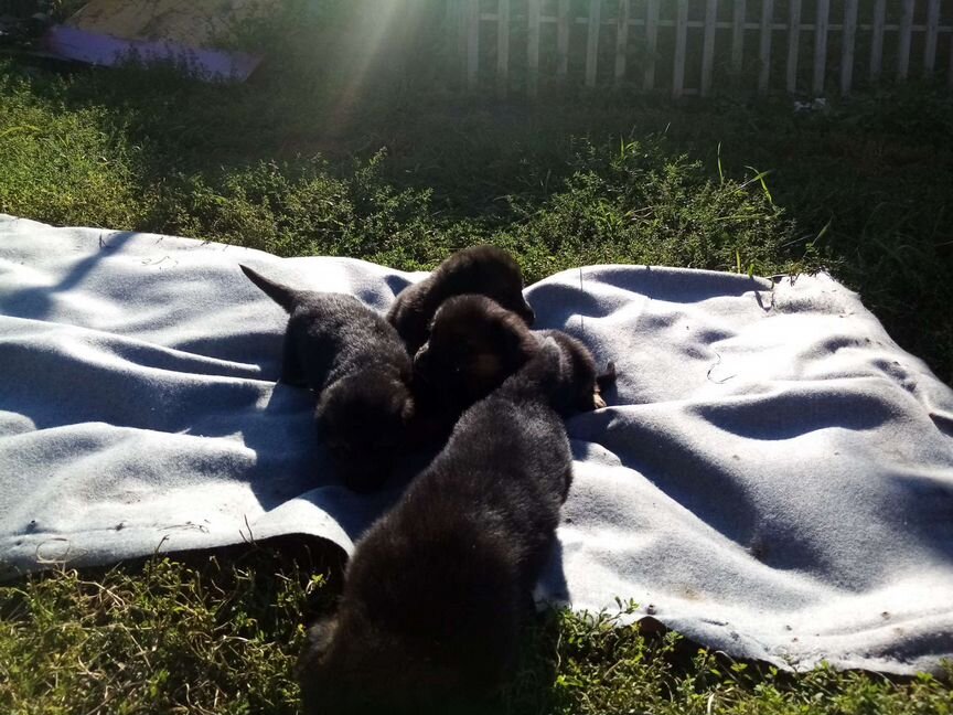 Щенки немецкой овчарки