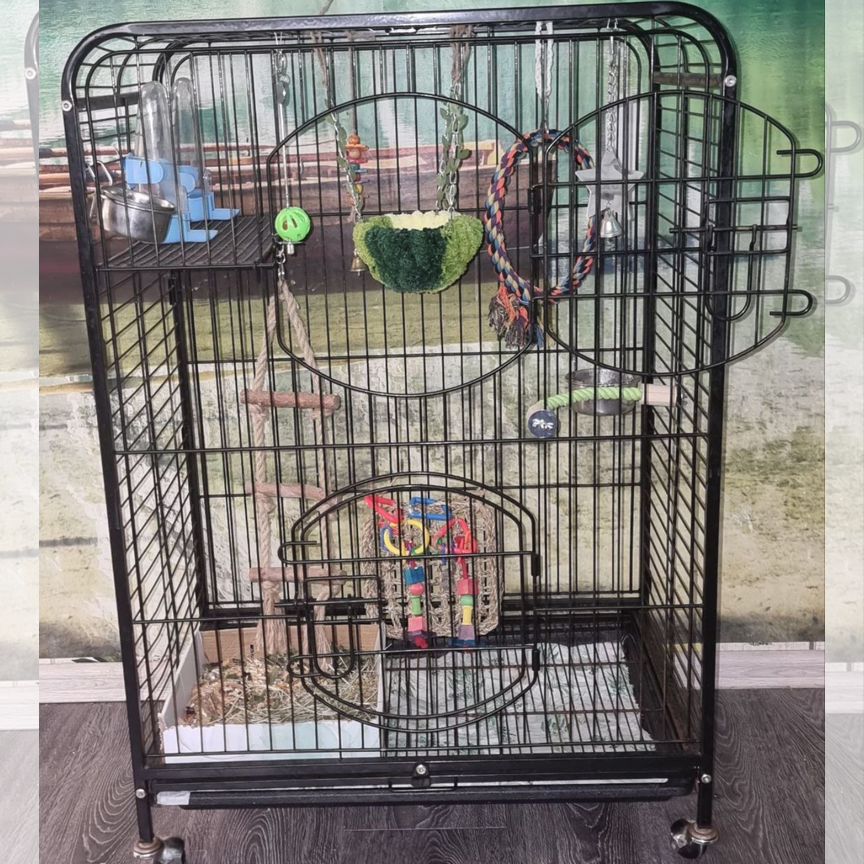 Два попугая корелла с двумя клетками, корелла