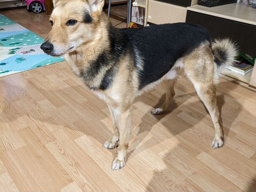 Отдадим собаку в хорошие руки