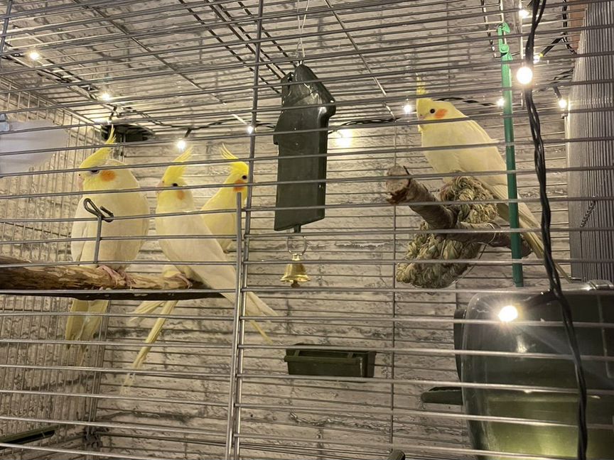 Попугай Корелла