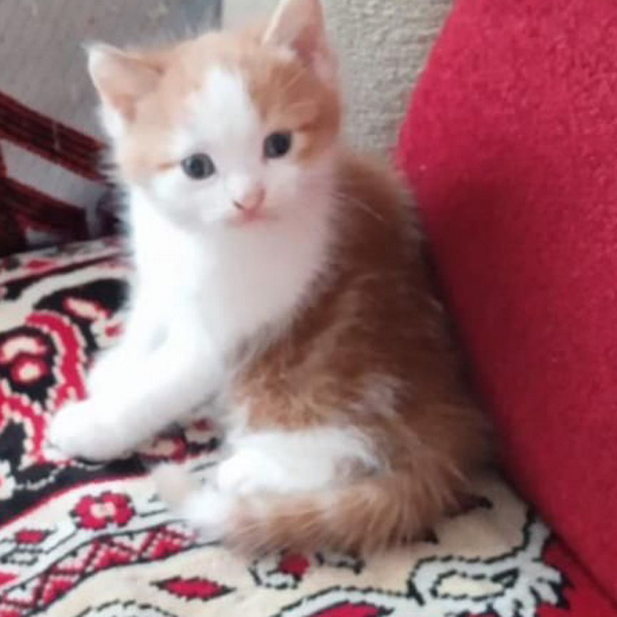 Котята (мальчики)