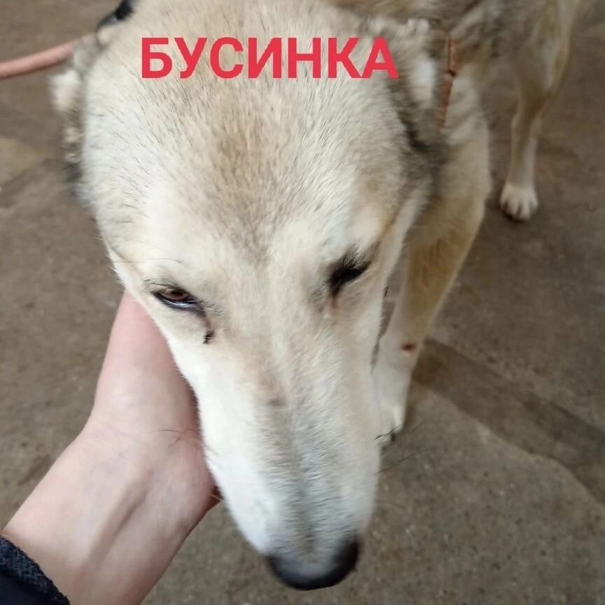 Ищу дом и хозяев для лайки