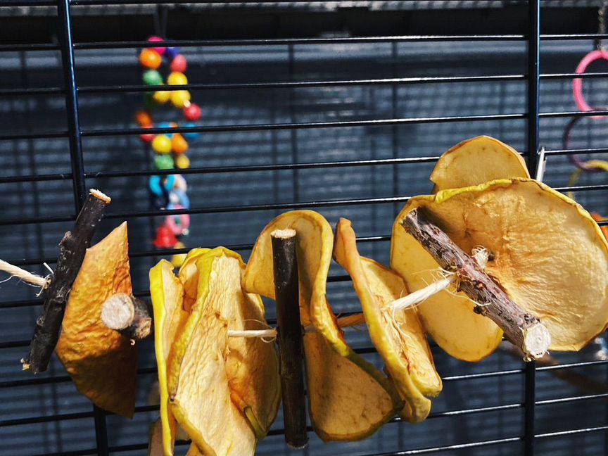 Лакомства для попугаев из фруктов