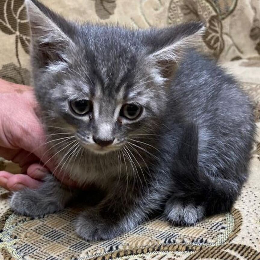 Котята из сада