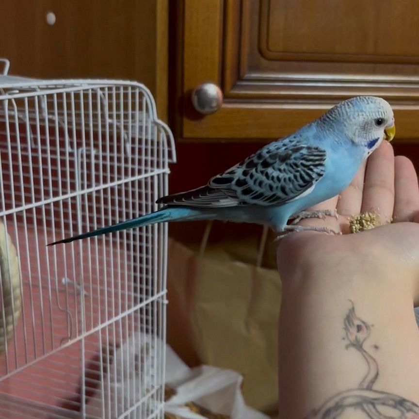 Волнистые попугаи с клеткой