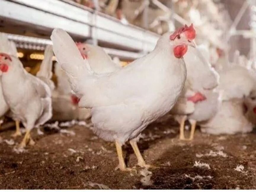 Куры несушки