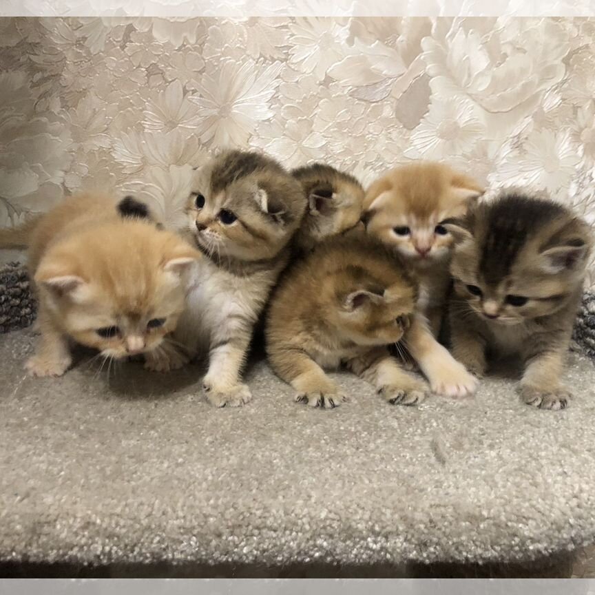 Шотландские котята