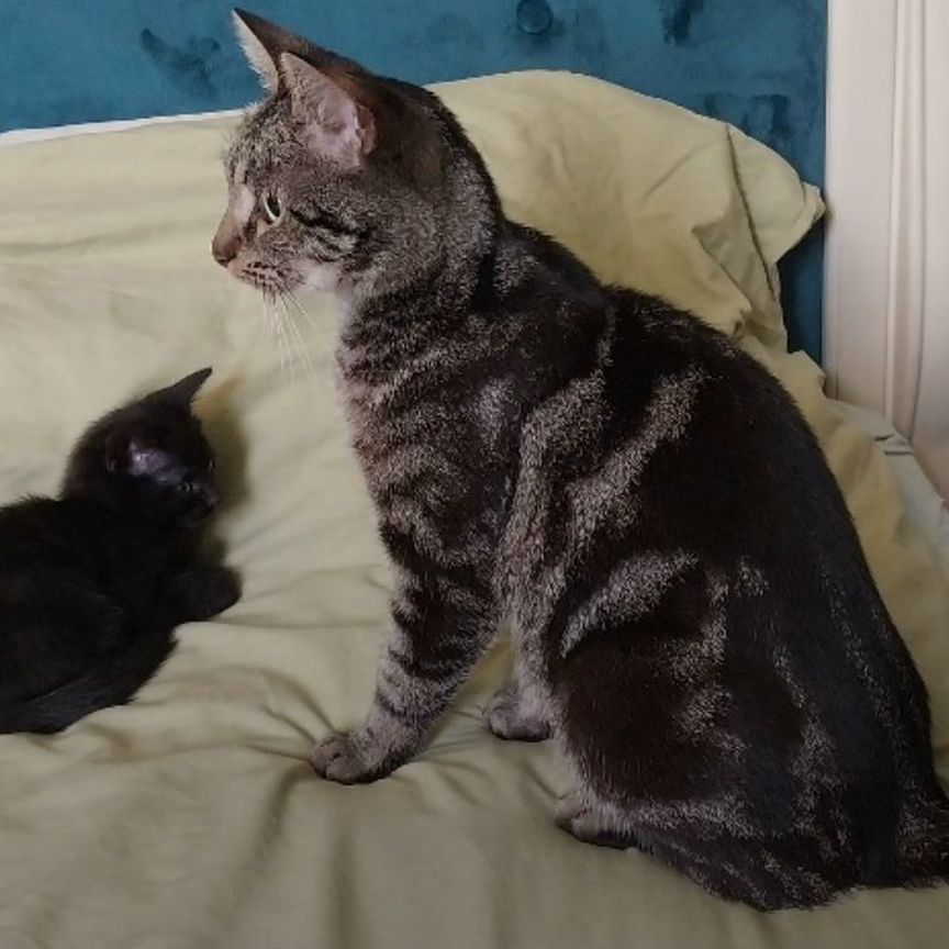 Взрослая кошка в добрые руки