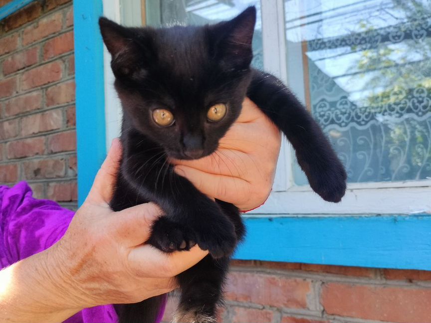 Котята в добрые руки бесплатно