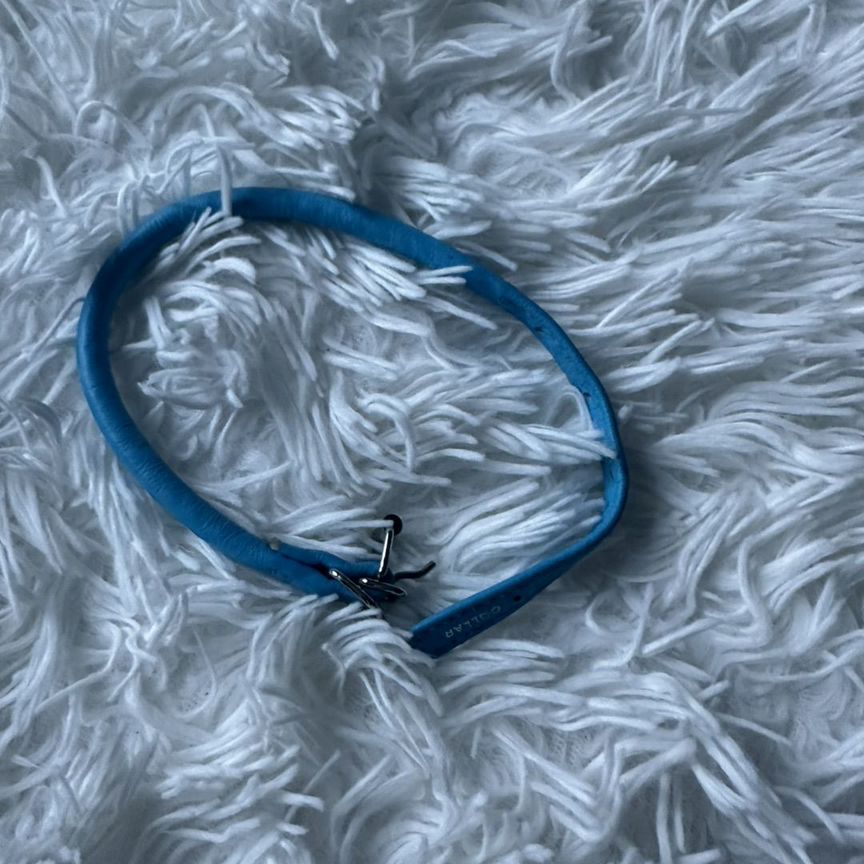 Ошейник для собак