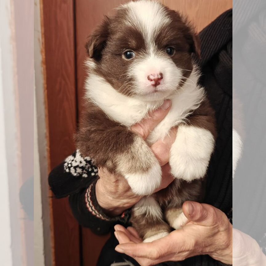 Щенок от частного владельца