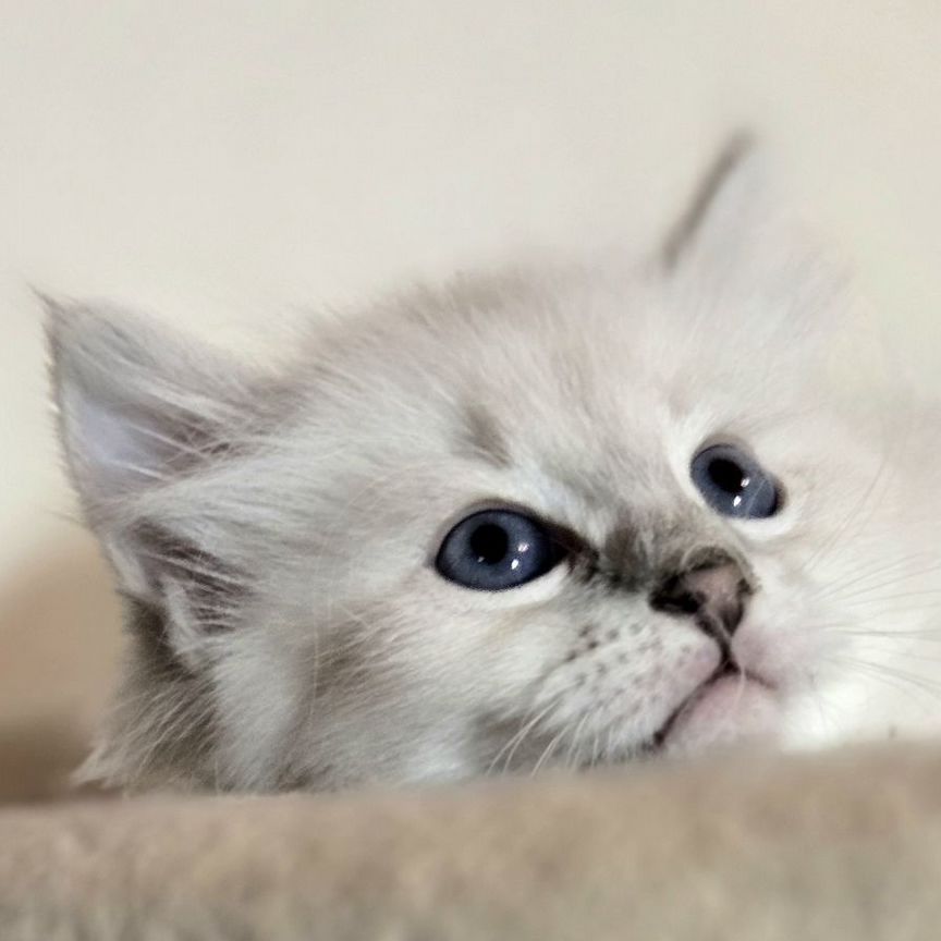 Невский маскарадный котёнок