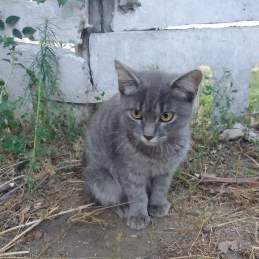 Кошечка 3 мес