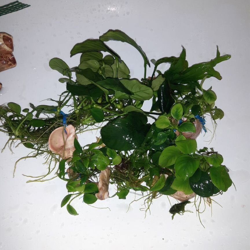 Анубиас прополка