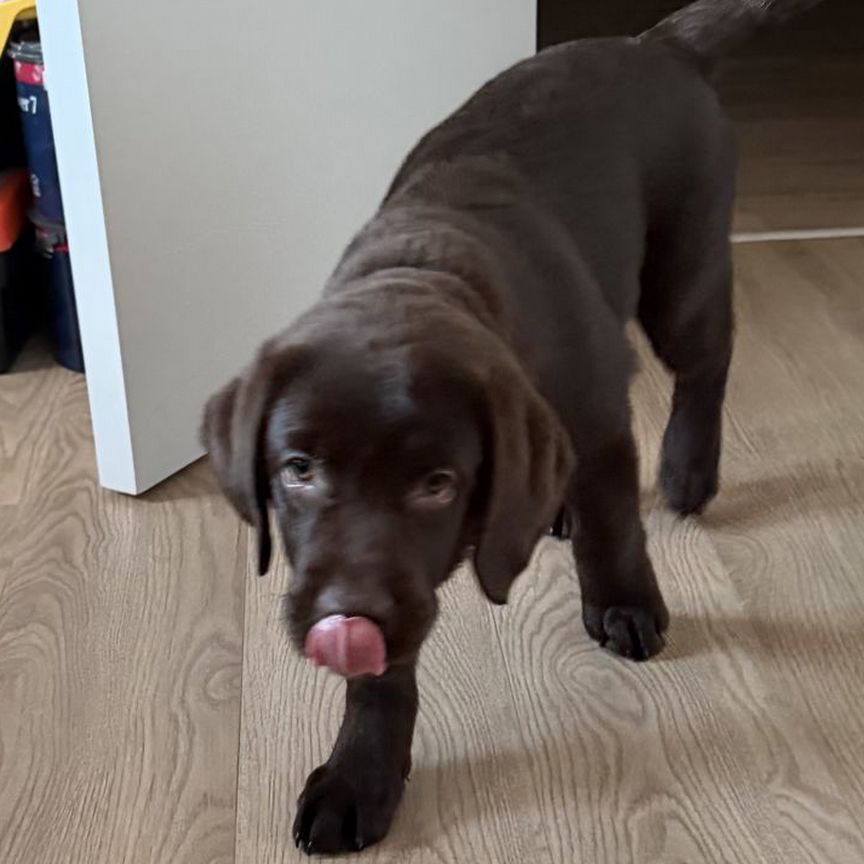 Лабрадор-ретривер, щенок