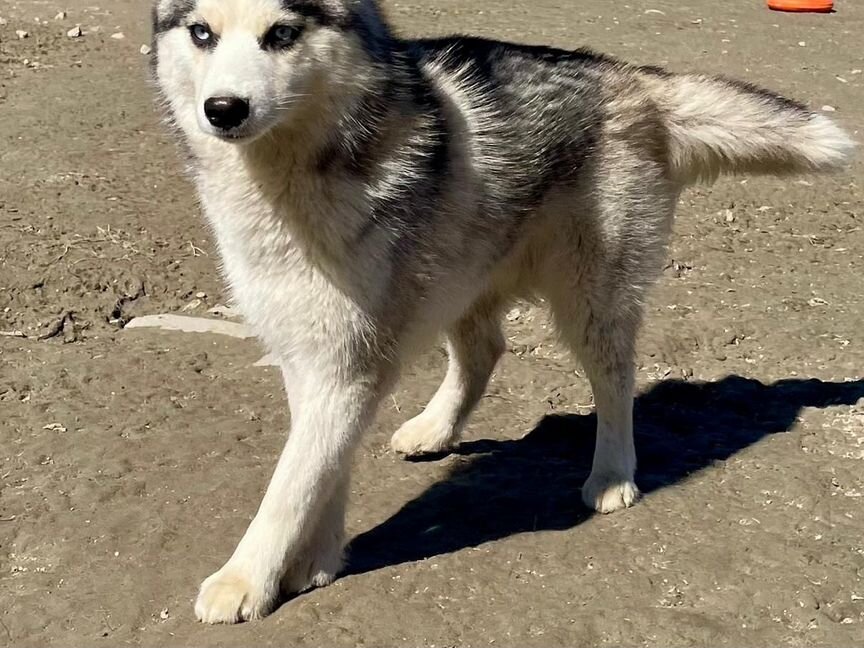 Щенок Помски