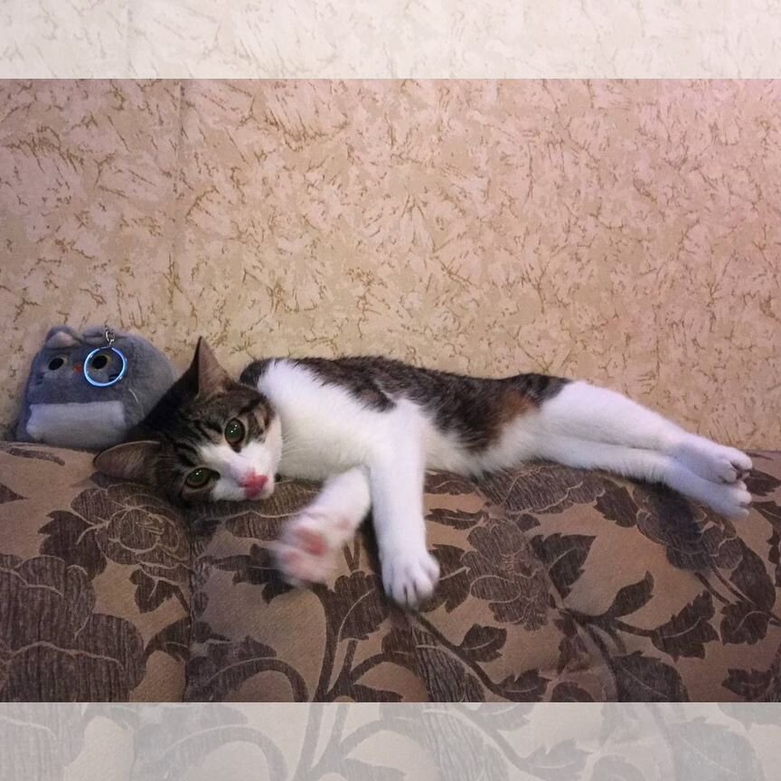 Отдам кошечку в добрые руки