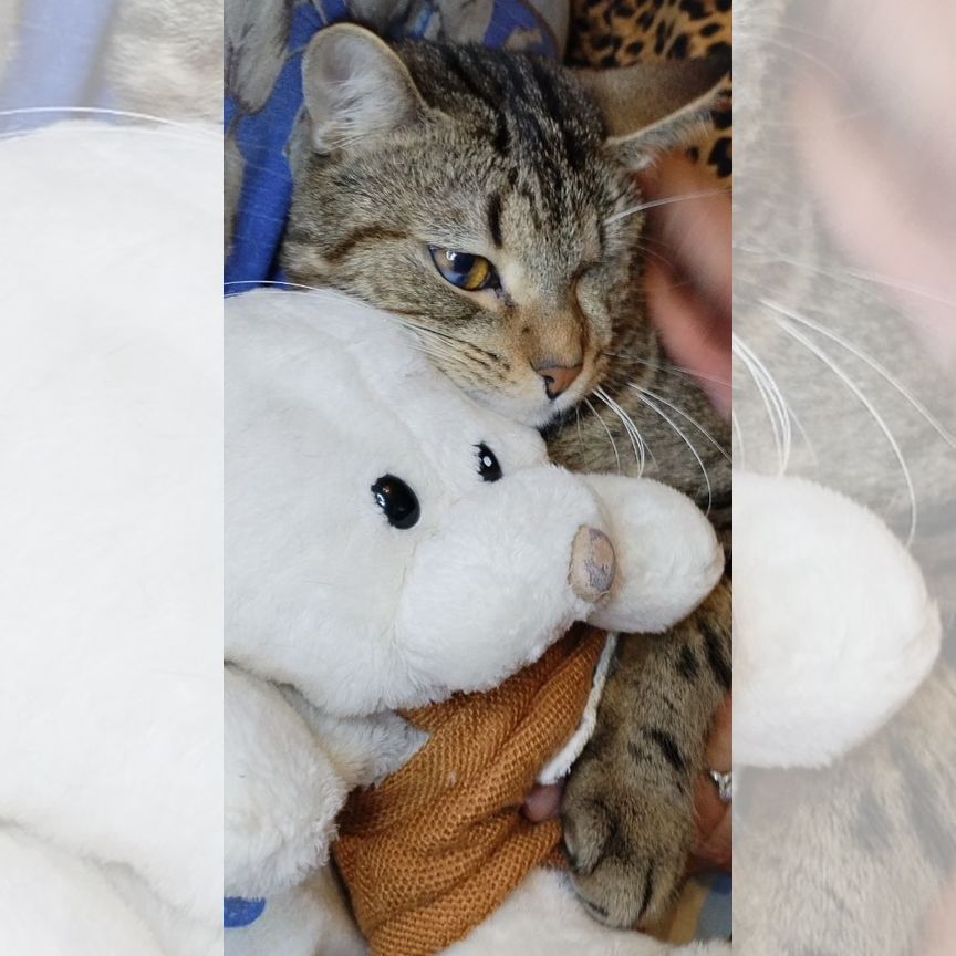 Котик красавчик в добрые руки
