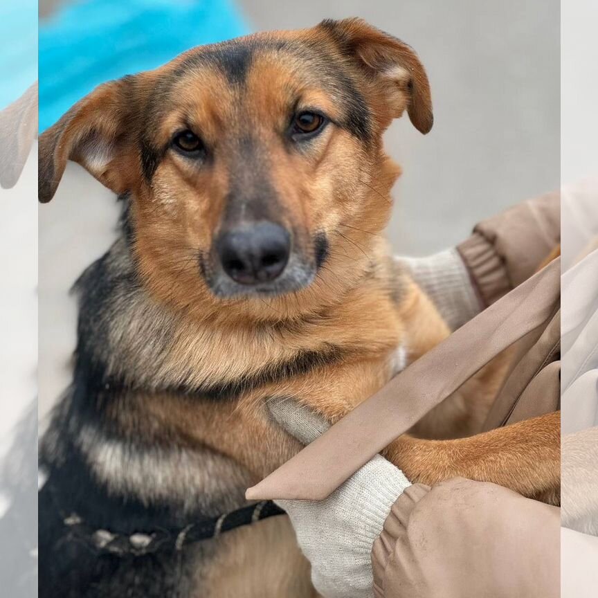 Жизнерадостная Флора ищет дом