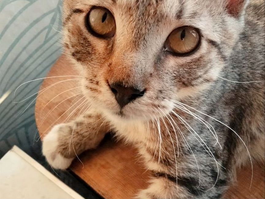 Котенок самый ласковый