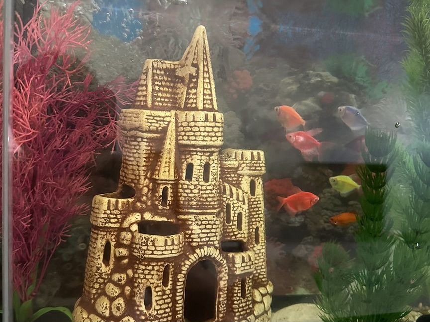 Аквариумные рыбки бесплатно