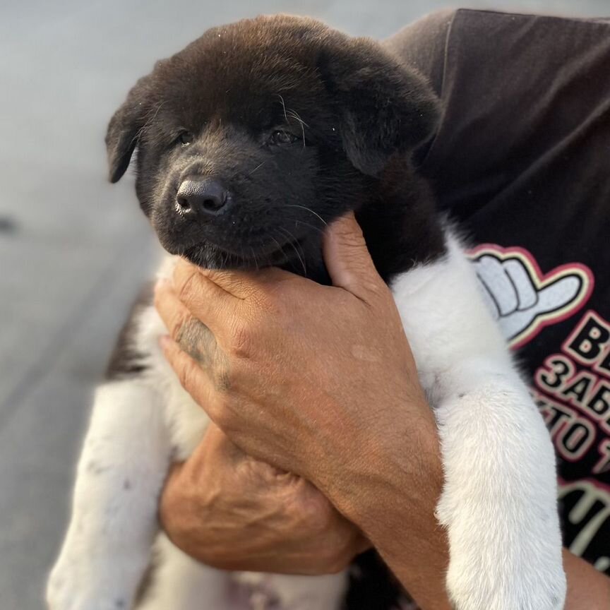 Щенки Американской Акиты