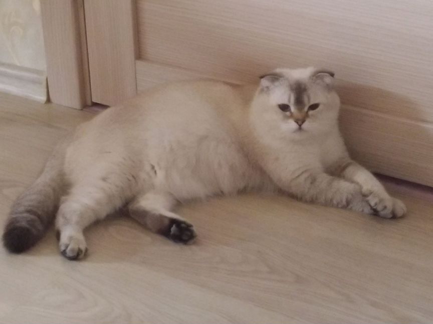 Кошка