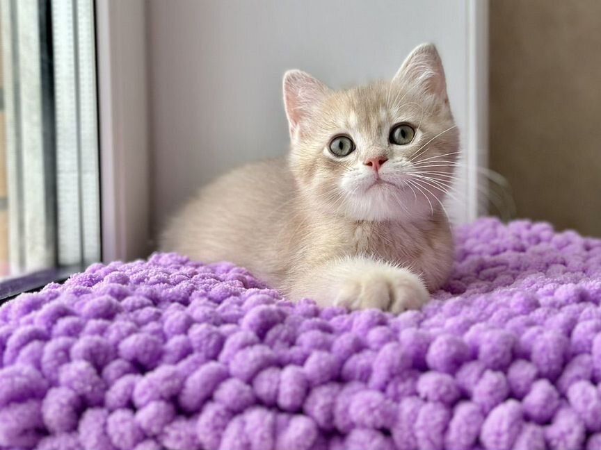 Эксклюзив лиловая золотая шиншилла су12 котик