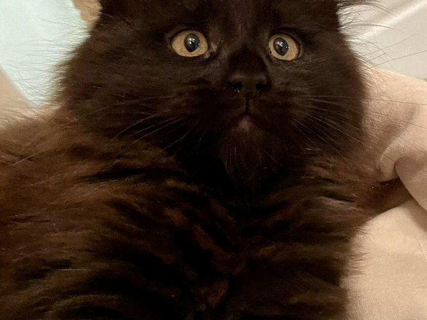 Мейнкун девочка только в ответственные руки