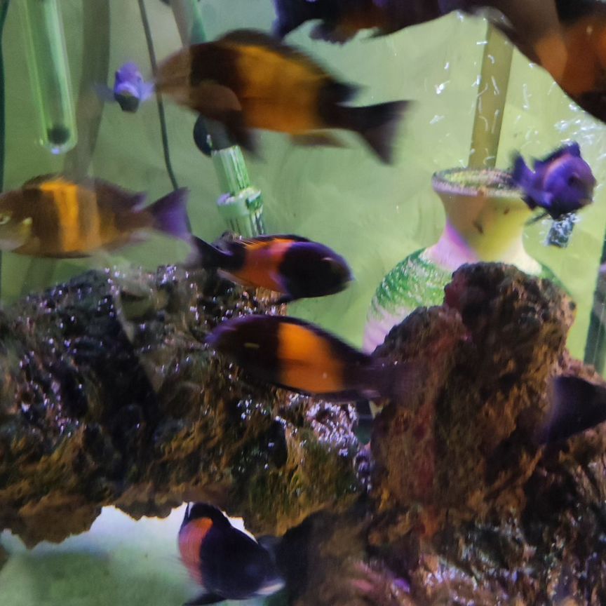 Трофеус Бемба