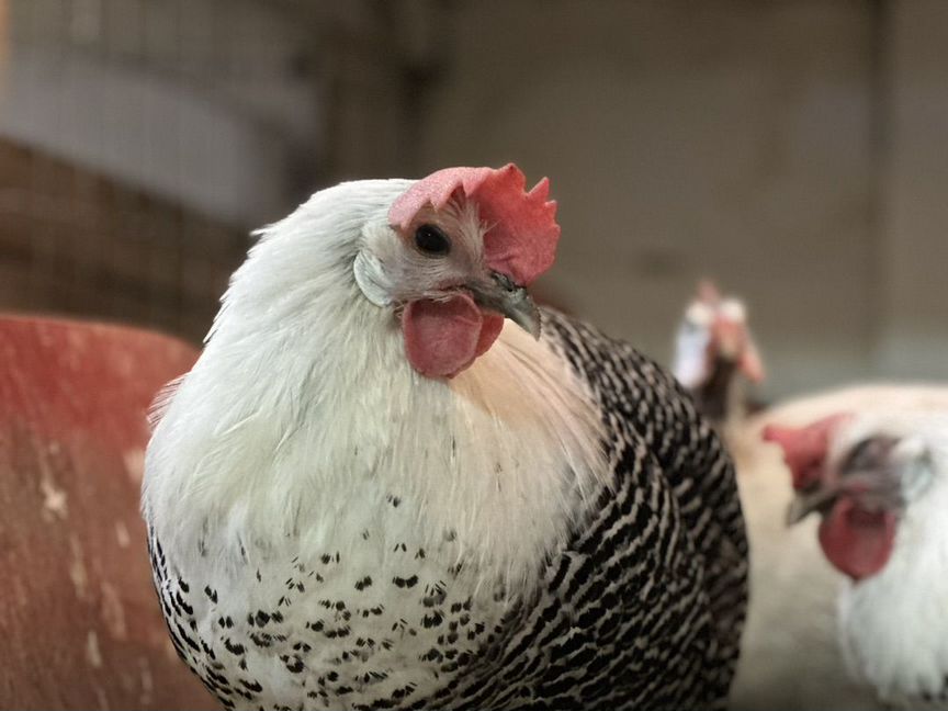 Брекель серебро