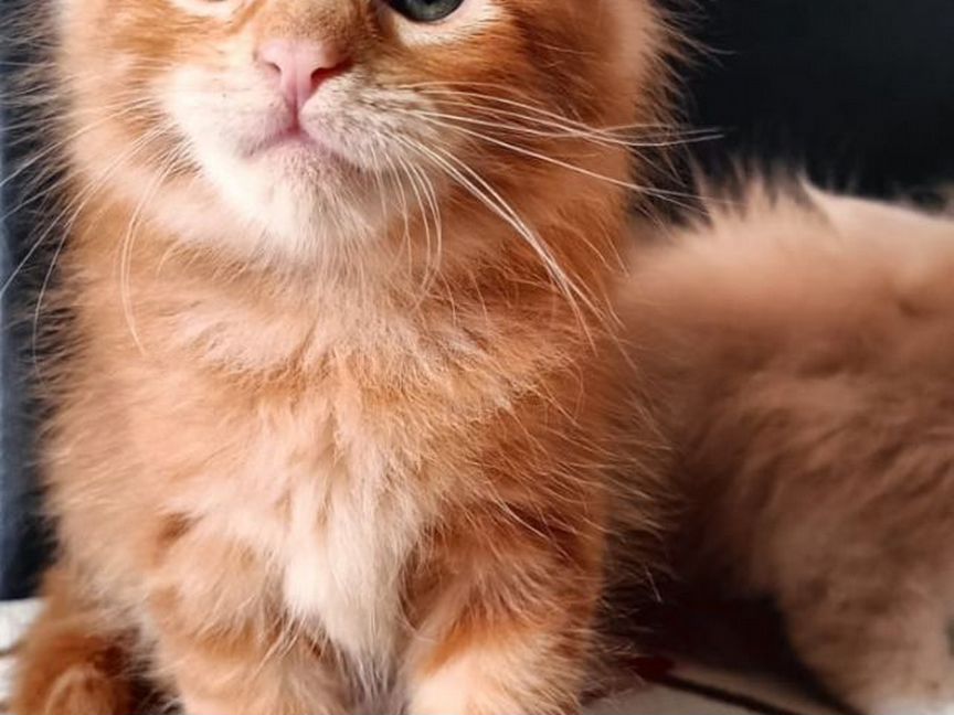 Котята мейн-кун