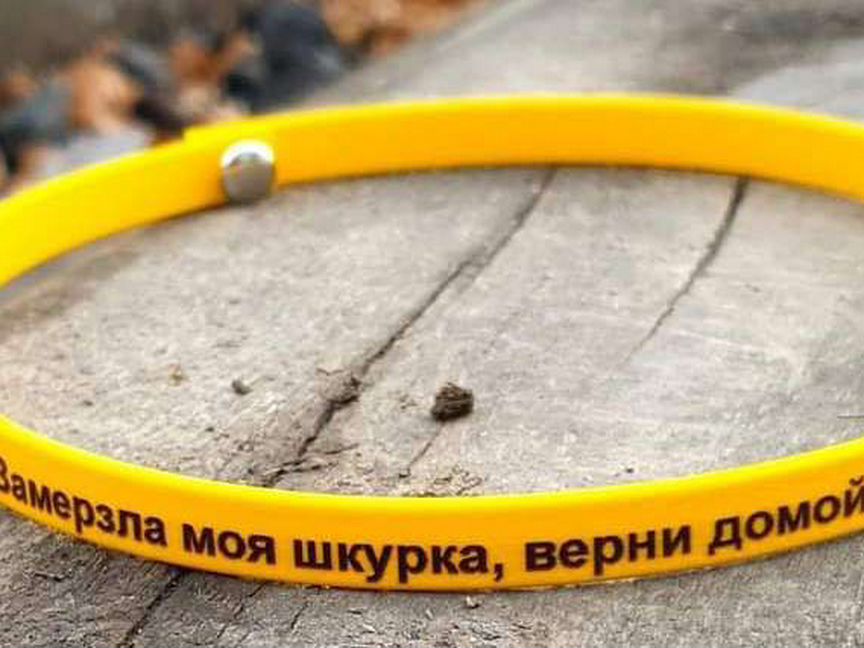 Ошейник-адресник