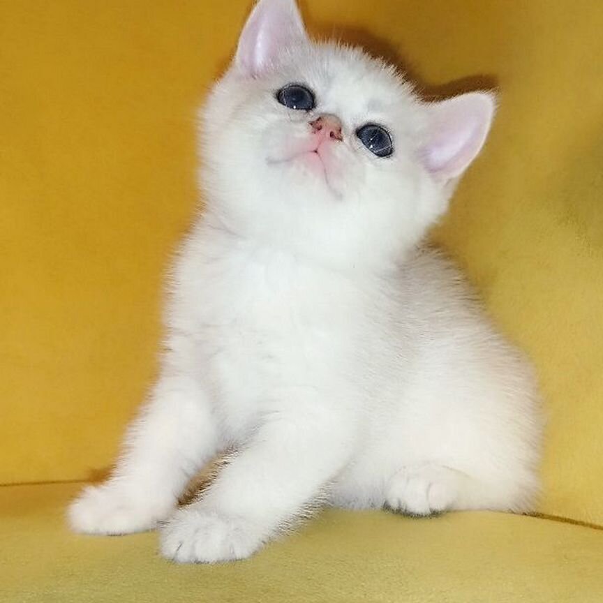 Шиншилла