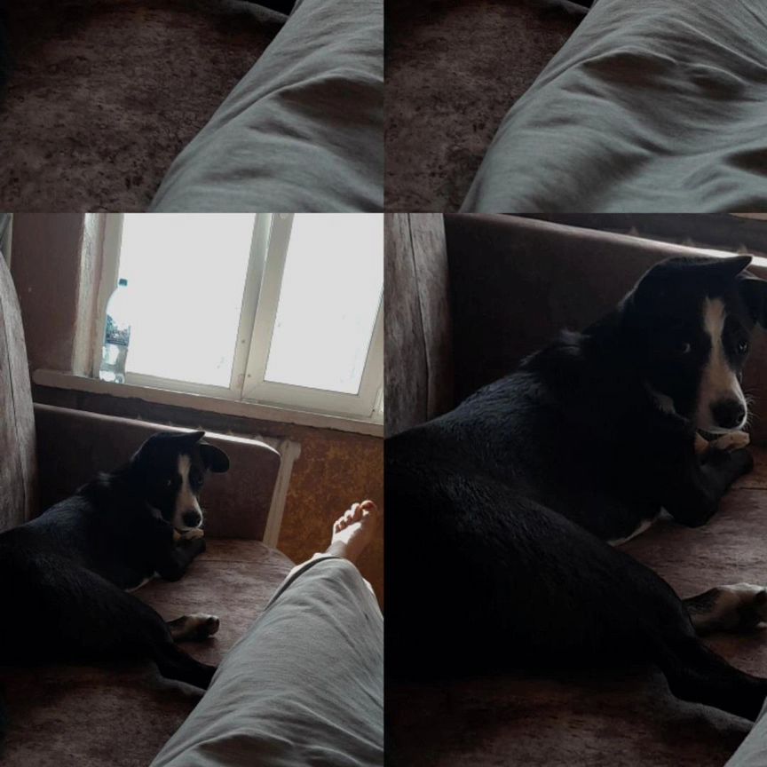 Домашние животные собаки щенки