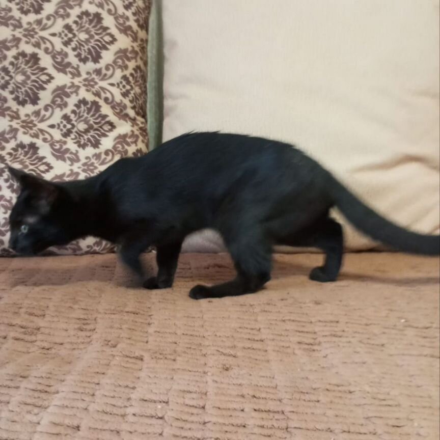 Котенок мальчик 4 месяца