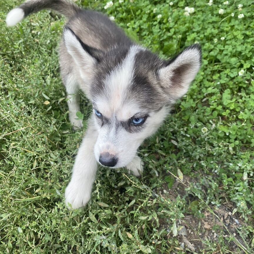 Щенок в добрые руки
