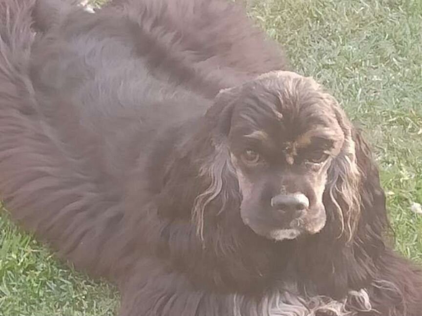 Вязка Американский кокер спаниаль