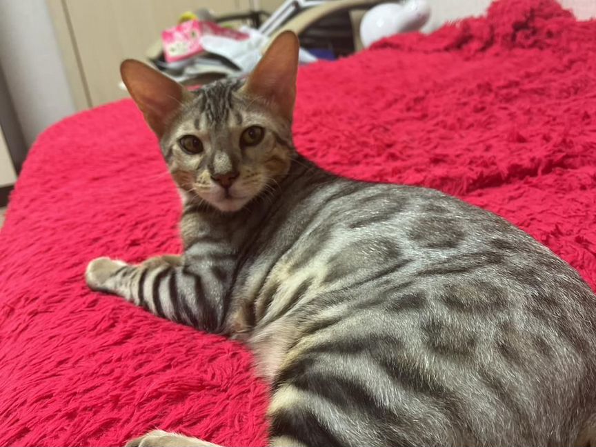 Отдам кота безоплаты