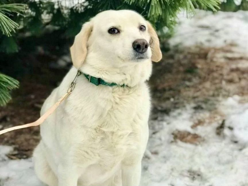 Идеальная собака Ева