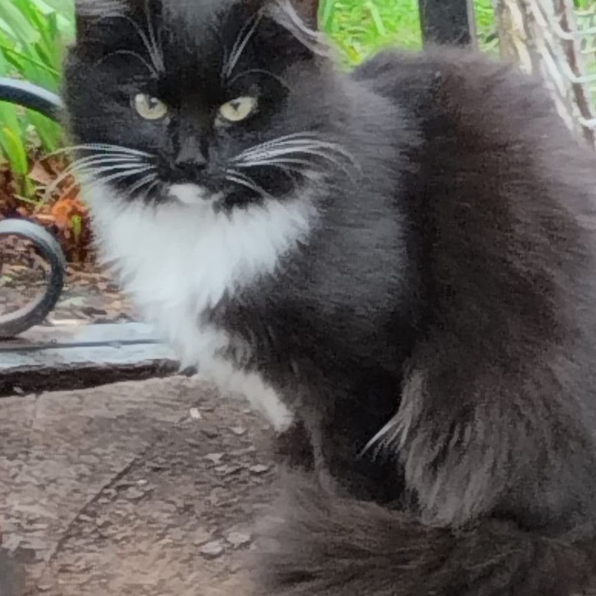 Кошки и коты в добрые руки