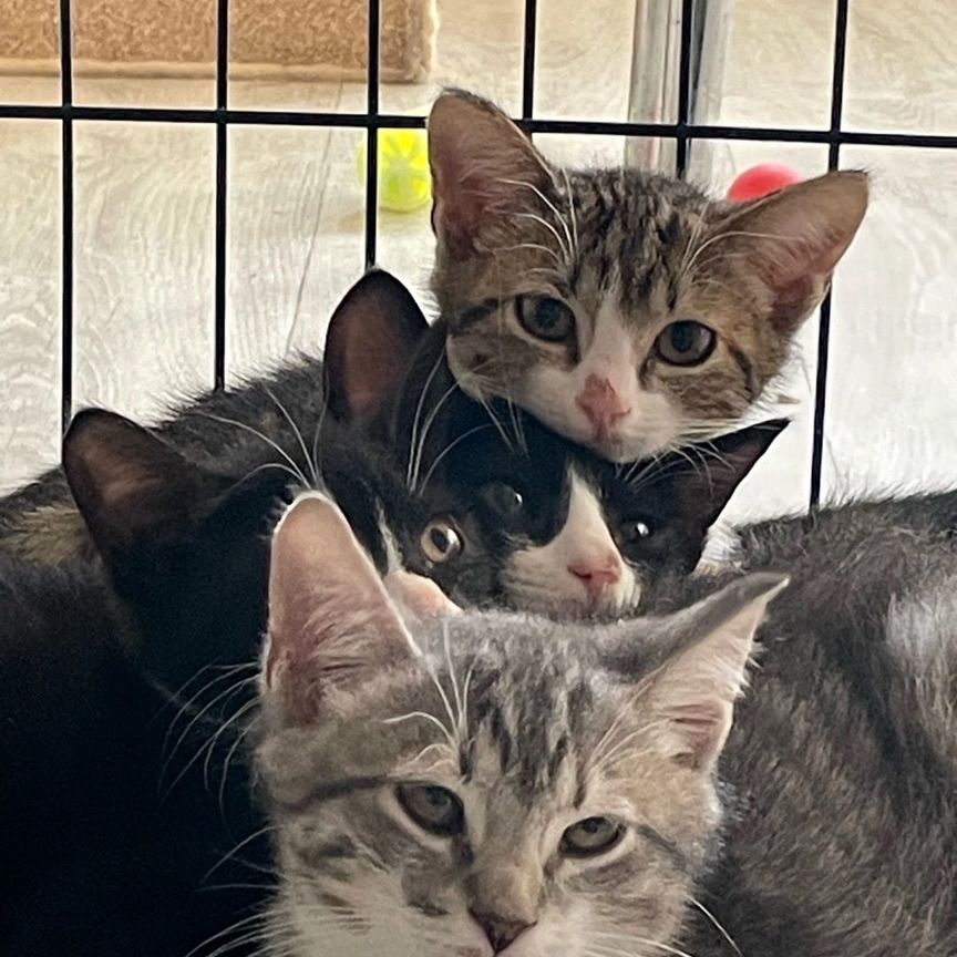 Котята 2.5 мес
