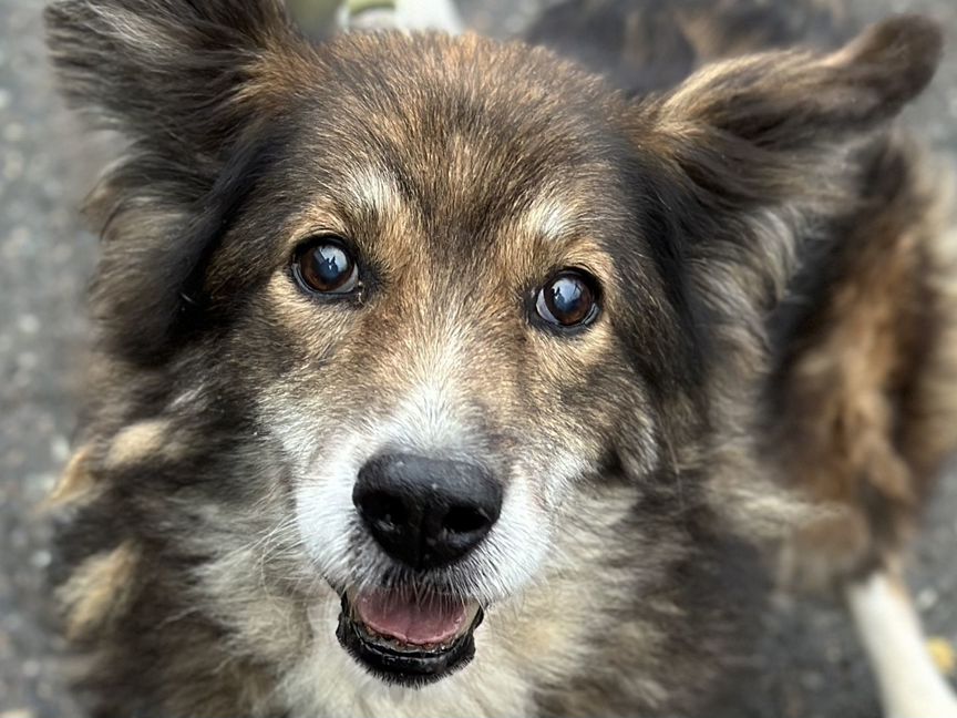 Душевный старичок Хэппи боится умереть в приюте