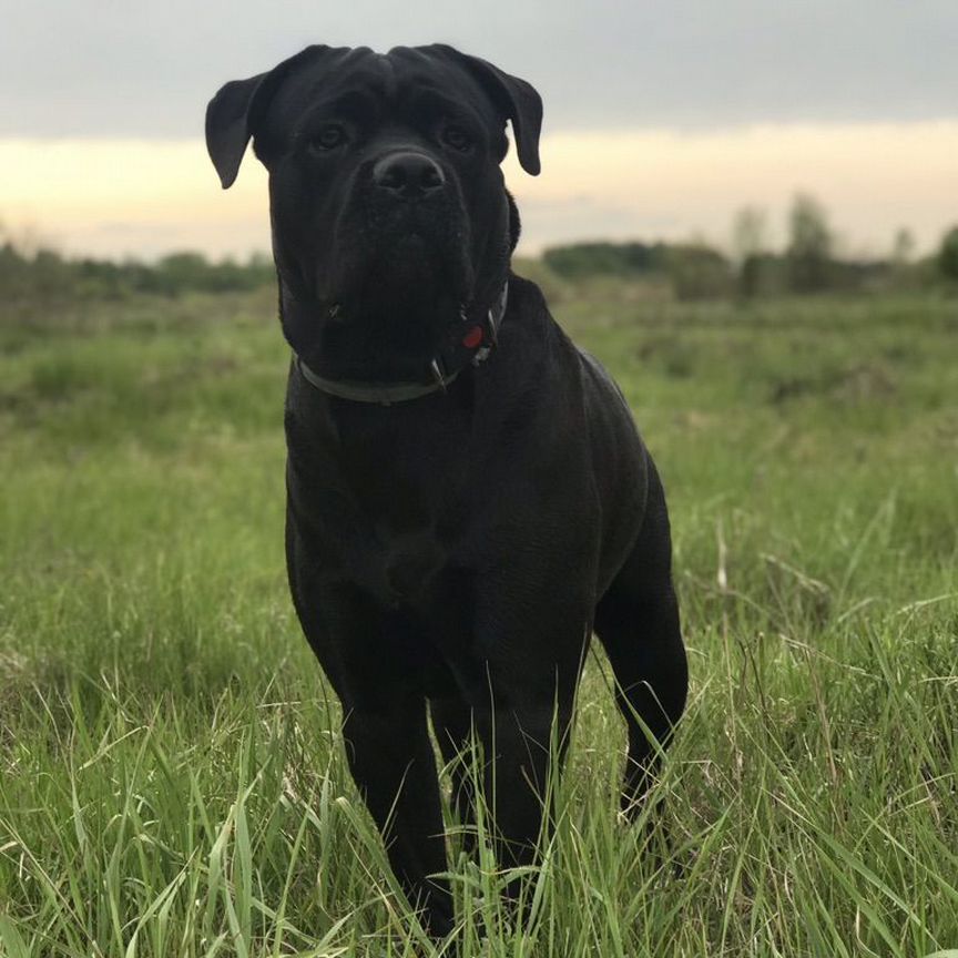 Итальянский Кане Корсо приглашает невест