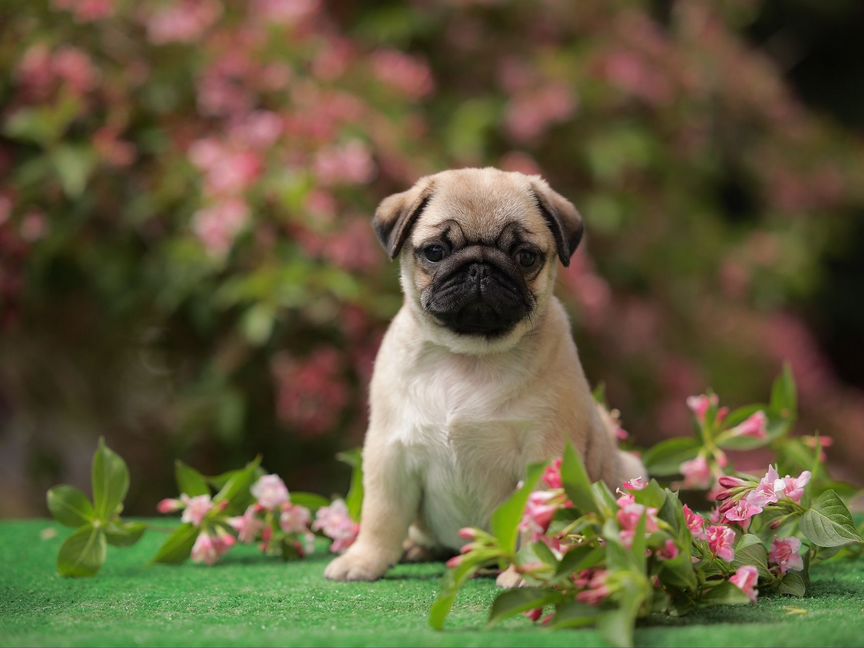 Щенки мопса