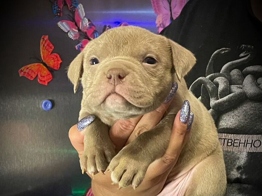 Американский булли покет стандарт