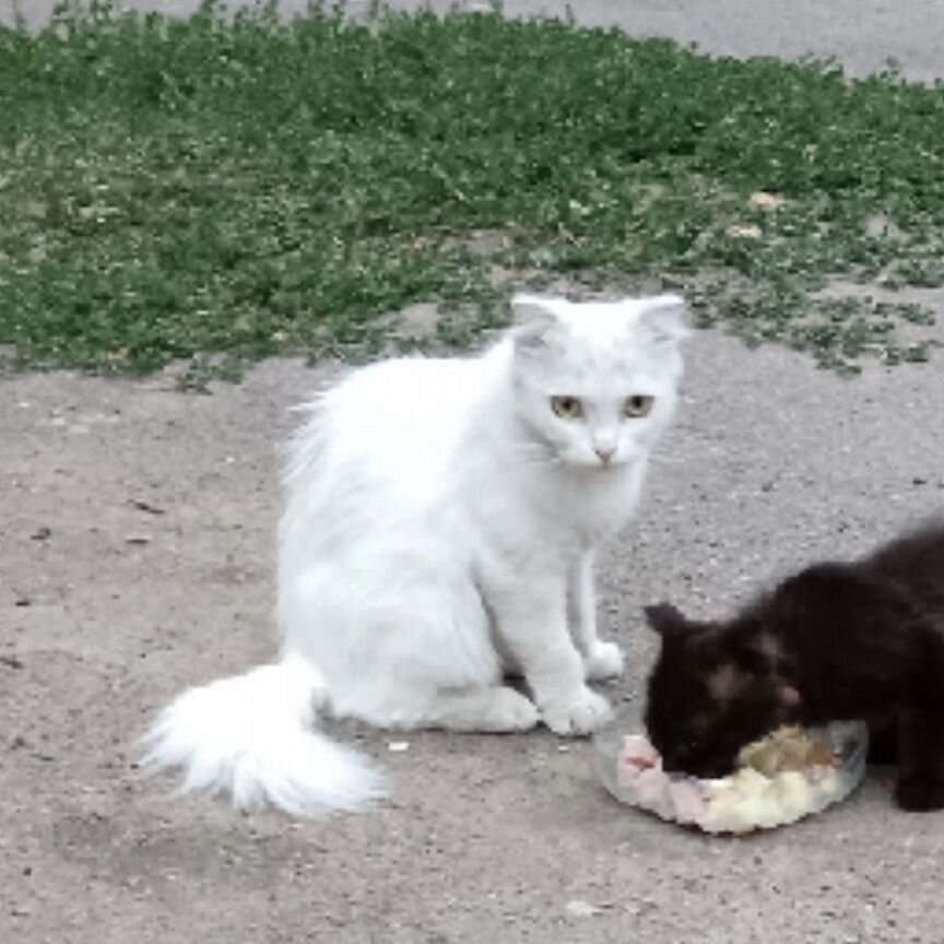 Породистая кошка в дар