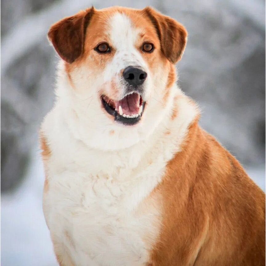 Взрослый пёс в добрые руки