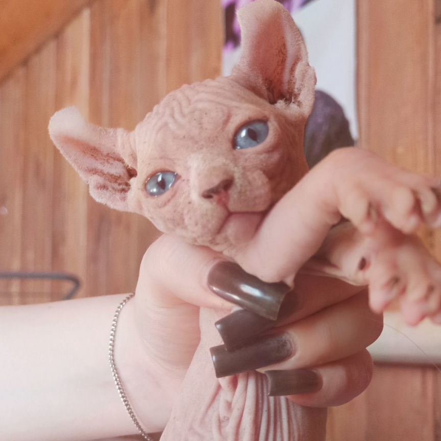 Канадский сфинкс котёнок