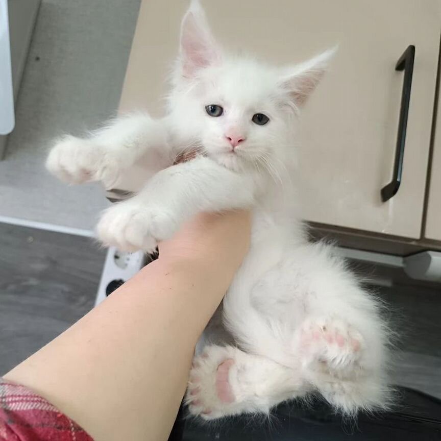 Мейн-кун котёнок
